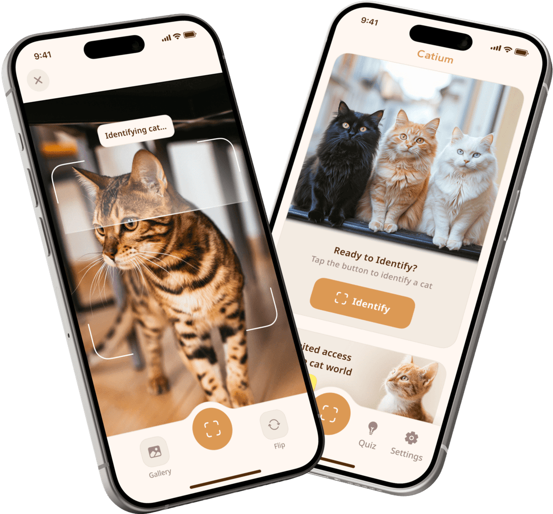 Cat Breed Identifier App | AI Cat Identifier by Photo